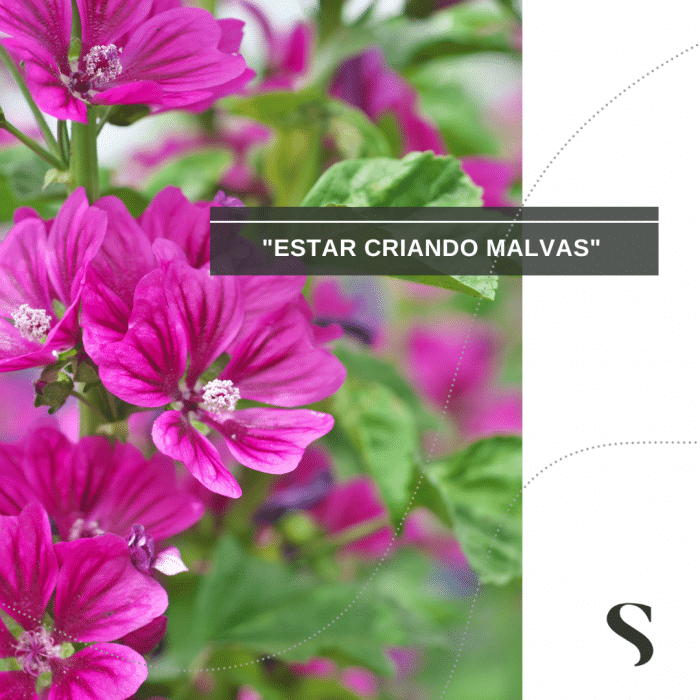 "Estar criando malvas": origen y significado - Sortem